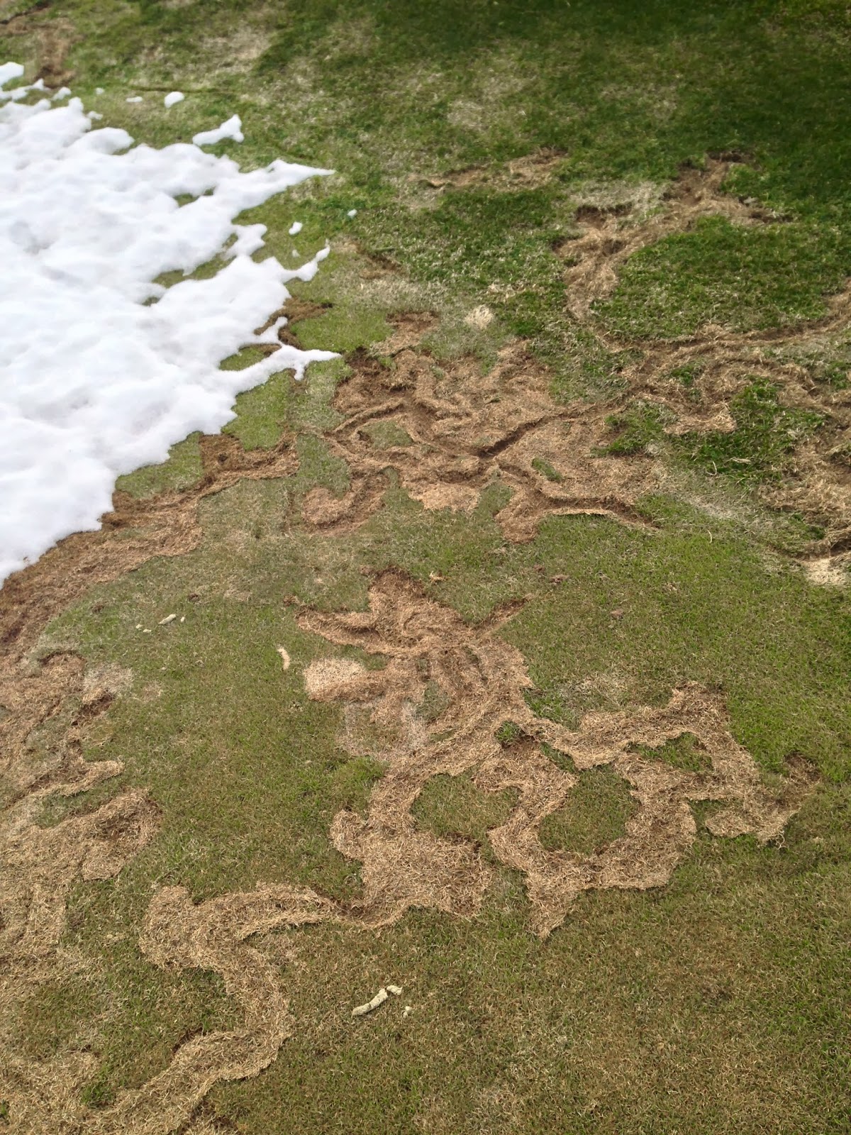 Winter Lawn Tips: Vole Damage