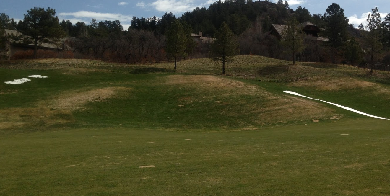 Winter Lawn Tips: Winter Desiccation