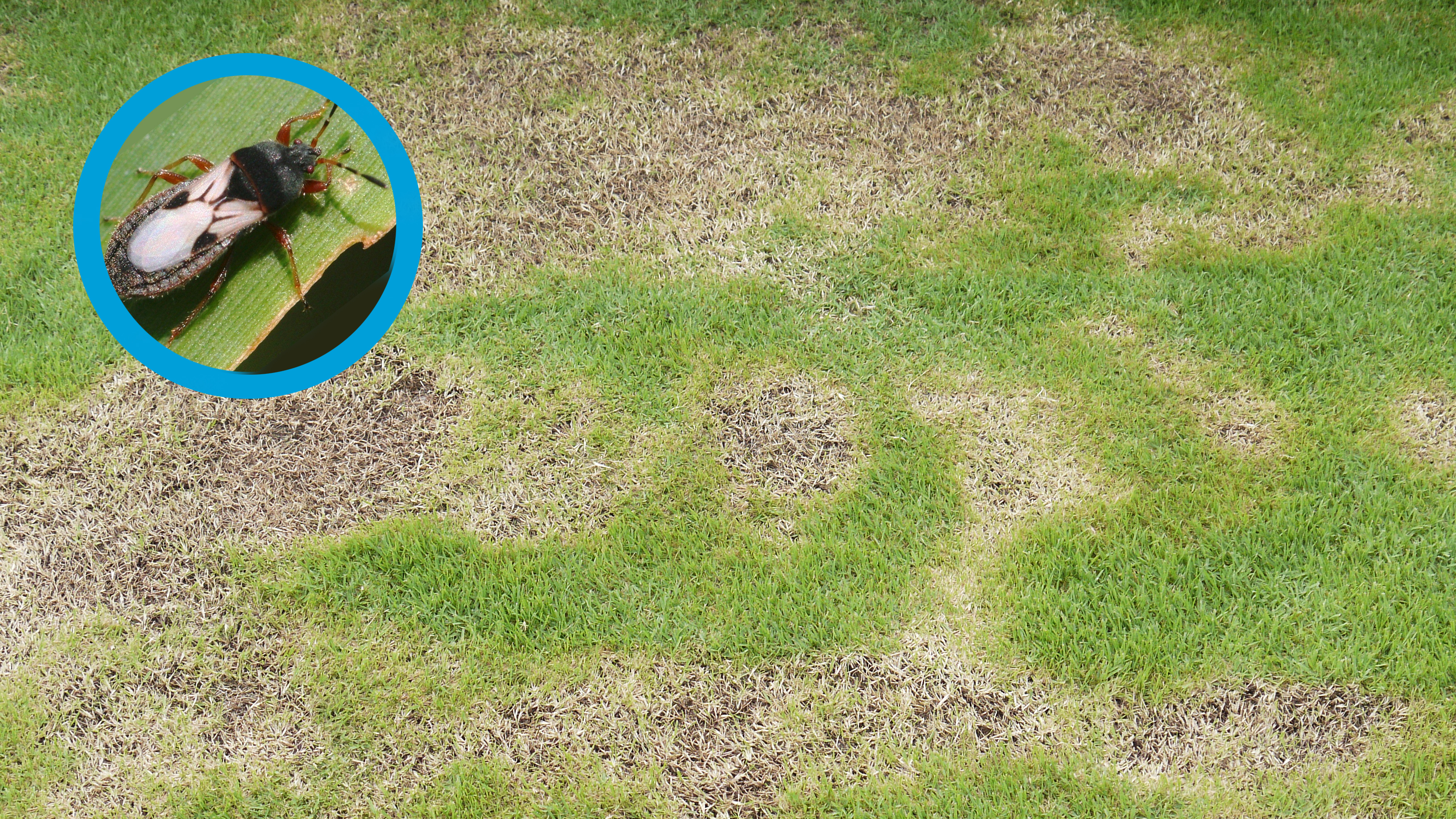 Chinch Bugs Are Active In Ottawa