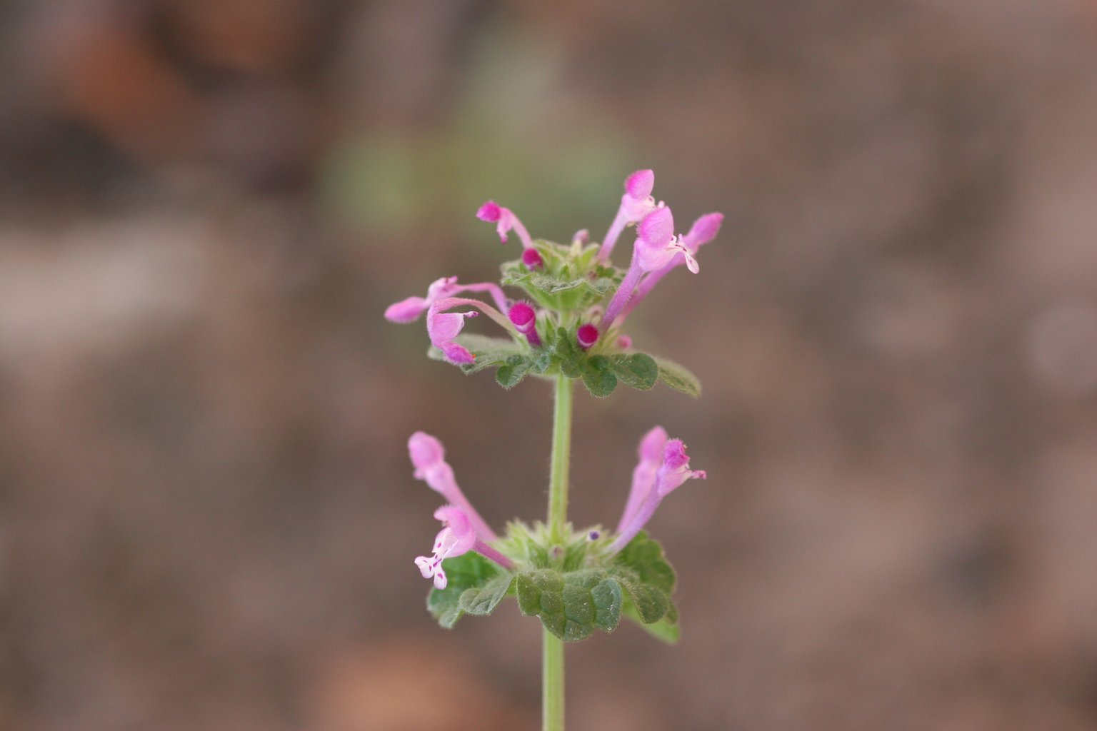 Weed of the Week - Henbit