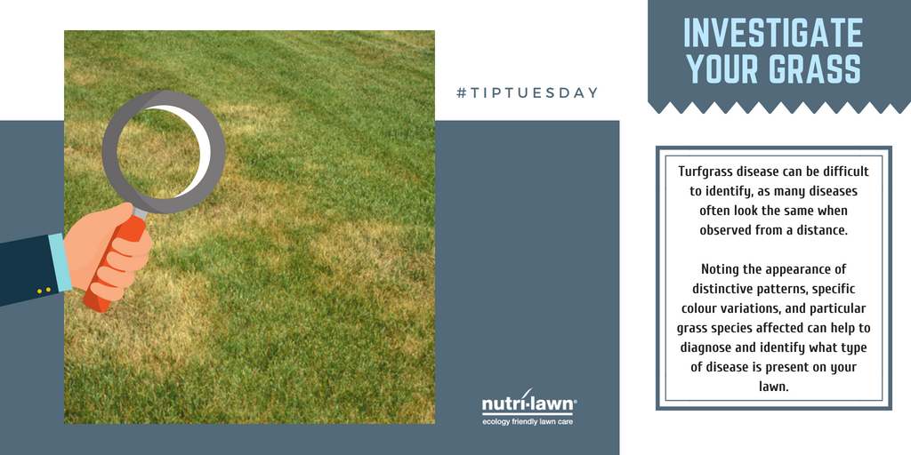 Turfgrass Disease Guide
