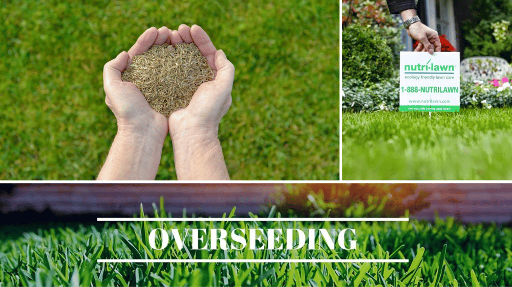 What is Overseeding and When Should I Do It?