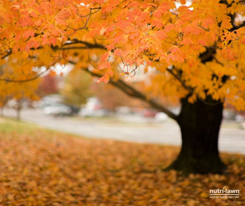 Tips for Proper Early Fall Lawn Care in Vancouver