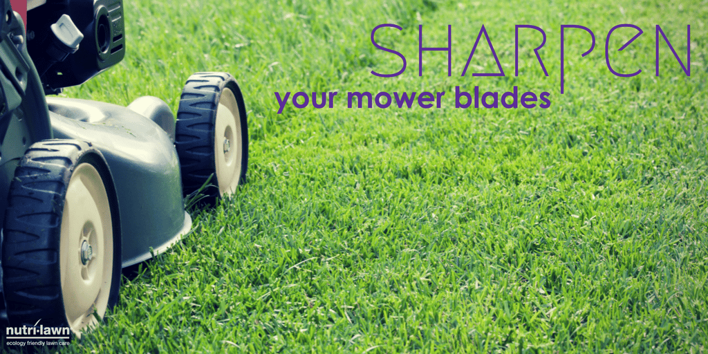 Mowing Tips: Keeping Your Lawn Perfectly Manicured