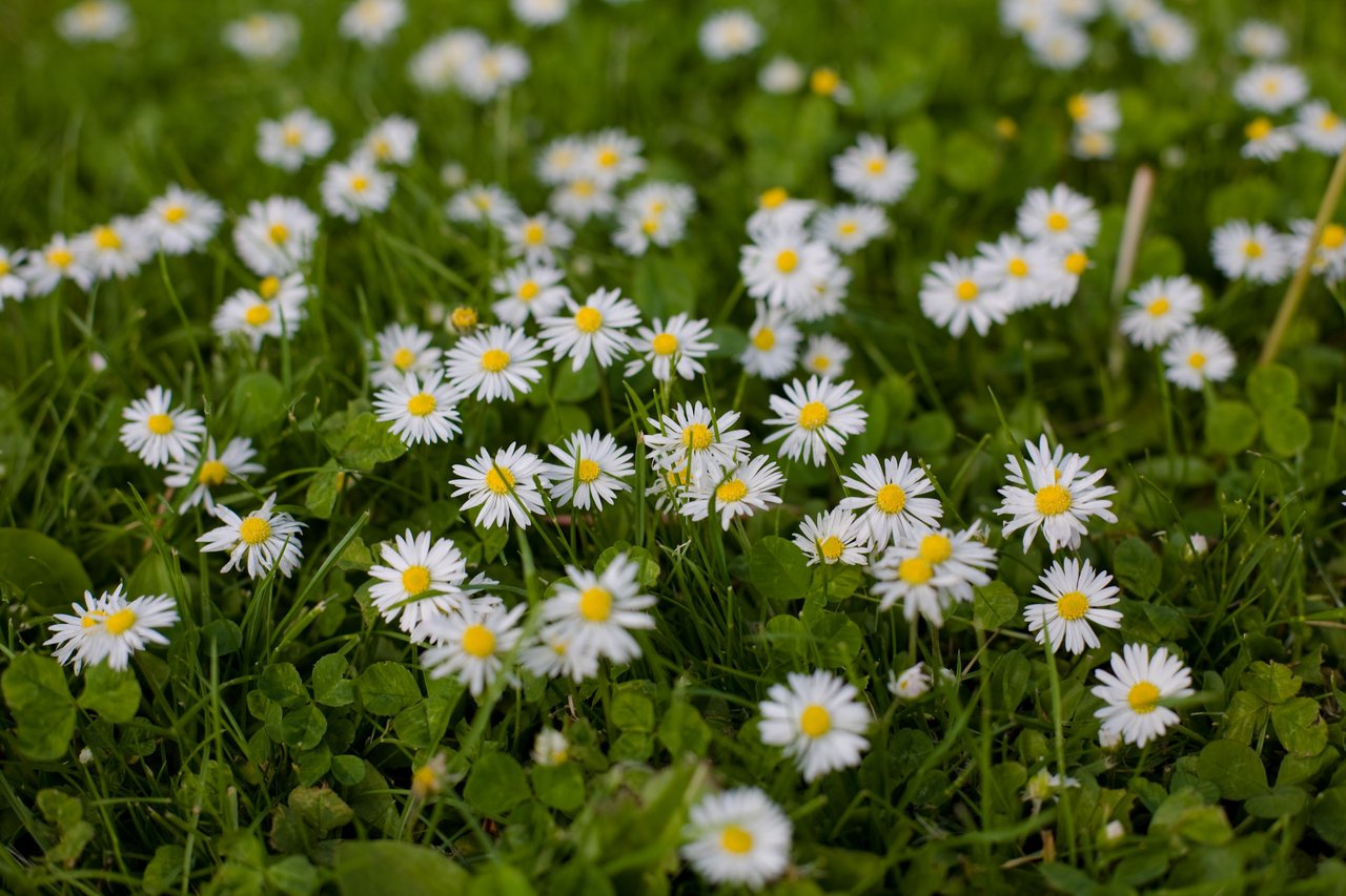 Budget Friendly Organic Weed Control Options