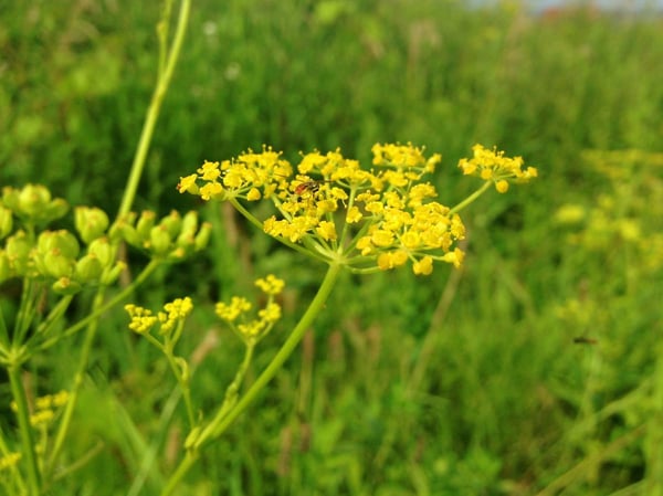 Wild Partsnip Facts