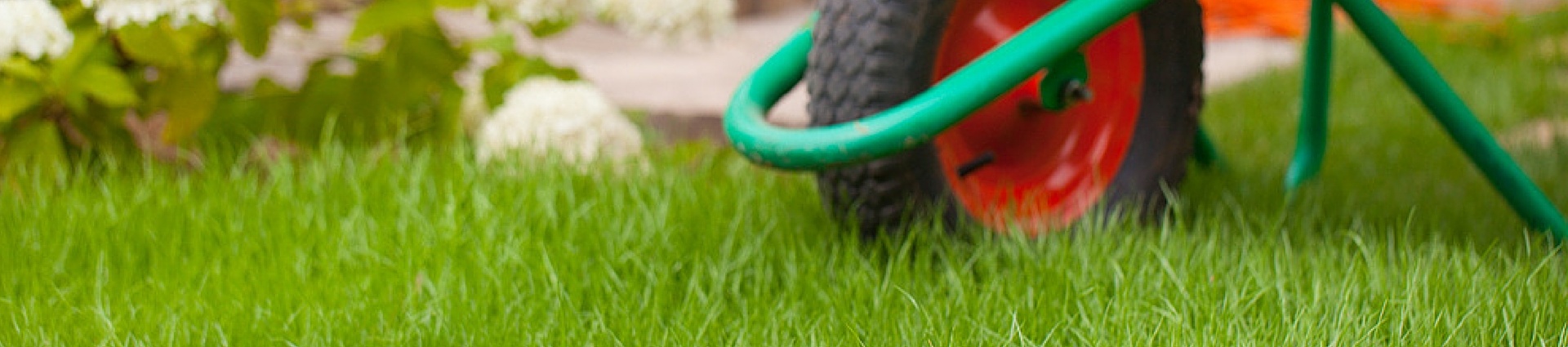 What Are The Benefits Of A Healthy Lawn?