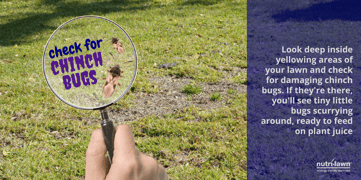 Managing and Recovering From Chinch Bug Damage