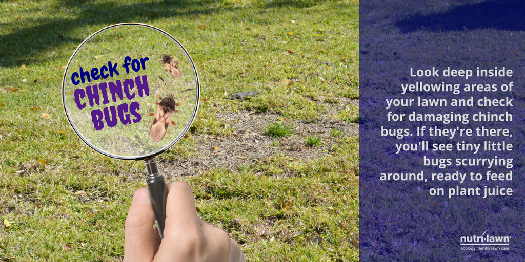 Managing and Recovering From Chinch Bug Damage