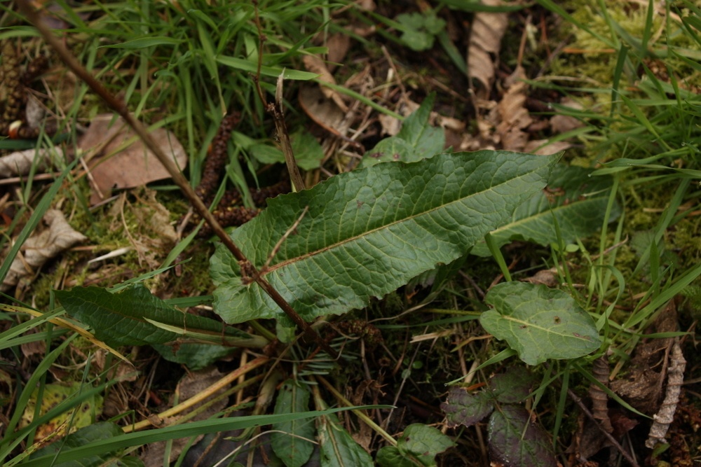 Weed of the Week: Curly Dock