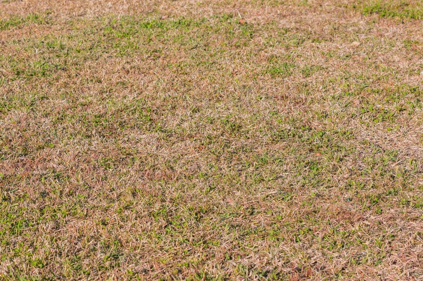 Learn More About Your Dormant Lawn
