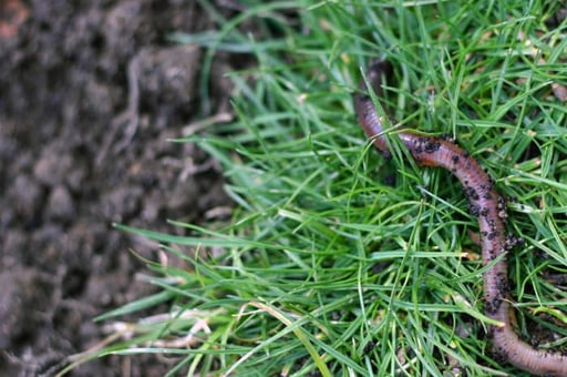 Insects of the Week: Earthworms / Night Crawlers
