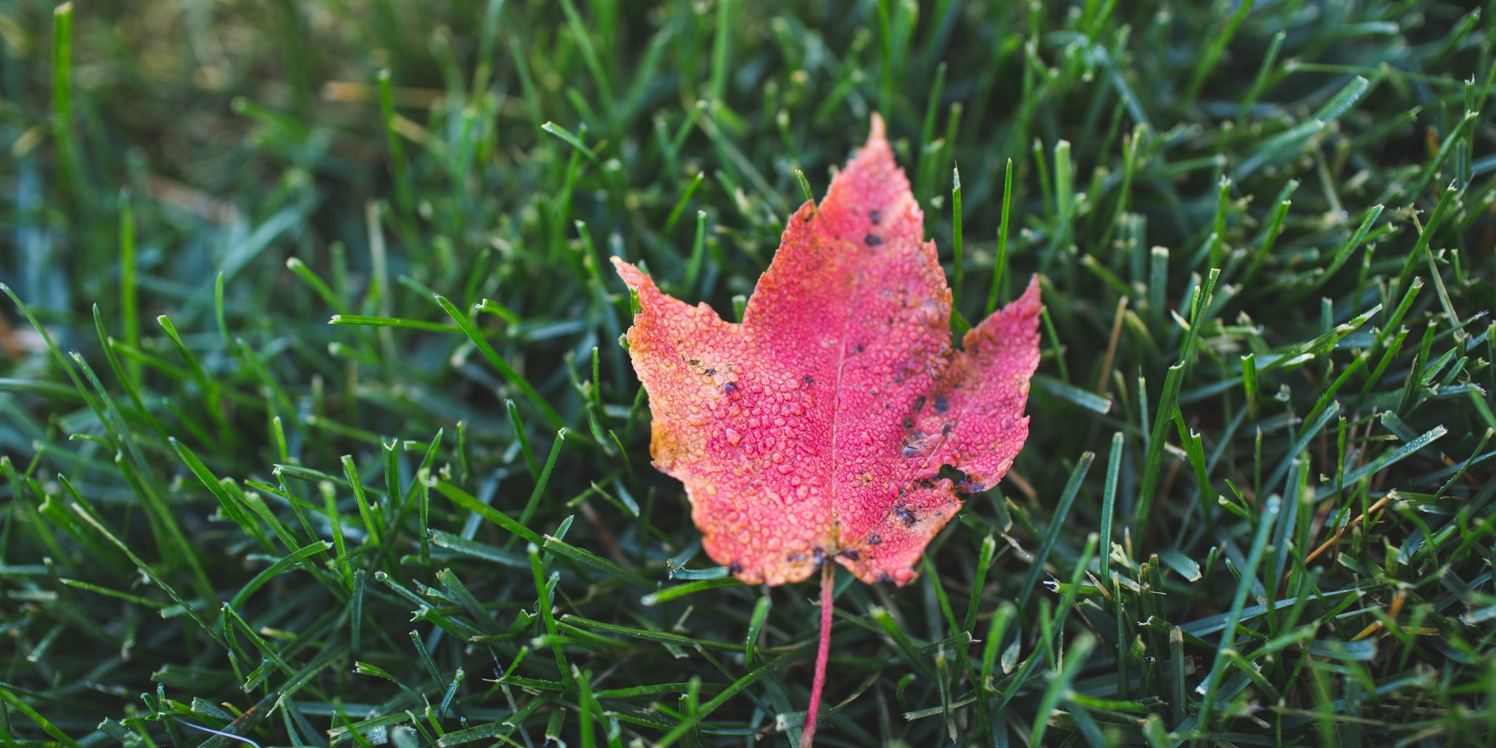 Raking Leaves Off Your Lawn in Fall
