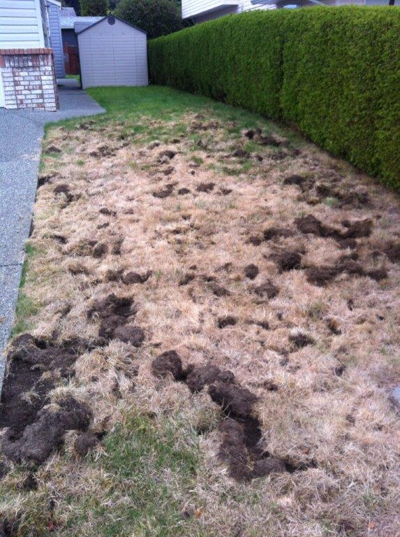 White Grub Control - White Grub Damage