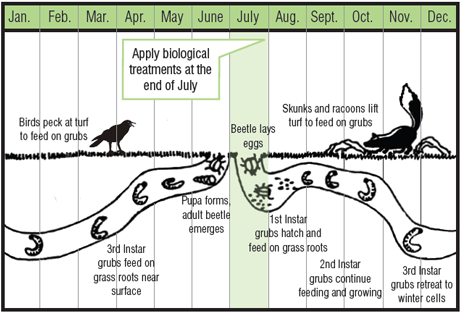 Insect of the Month – White Grubs
