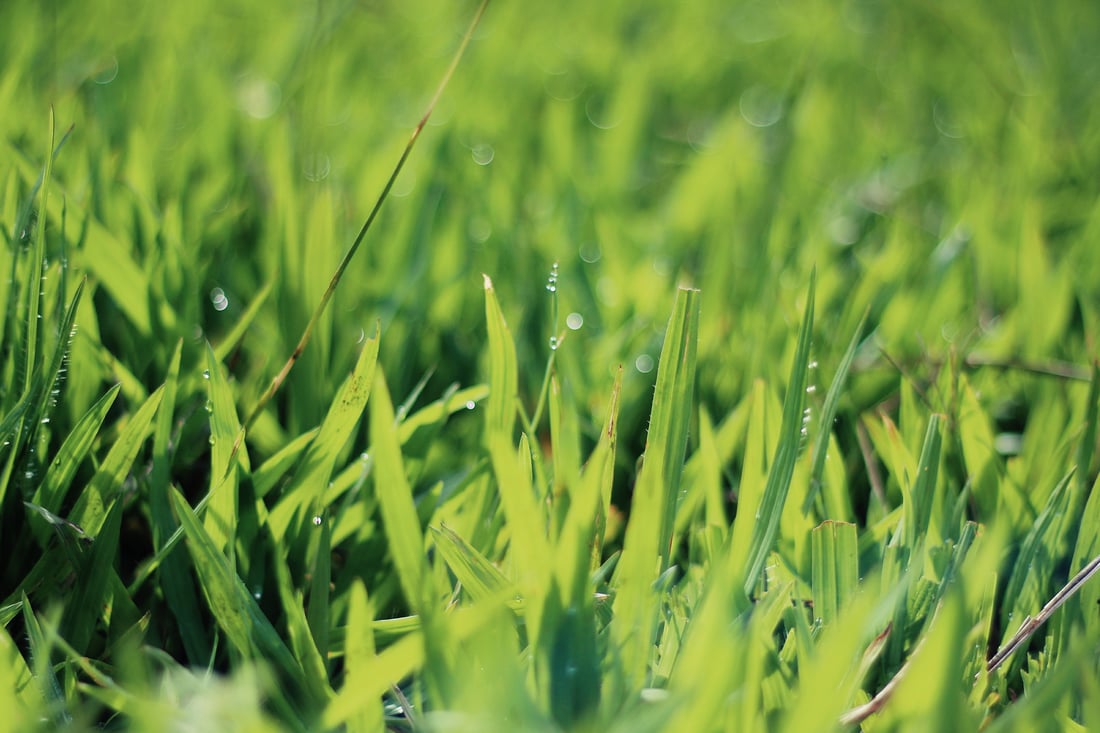 The Benefits Of Having Healthy Grass