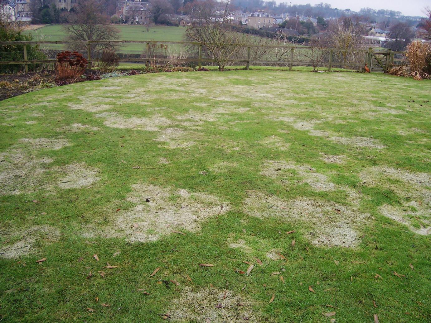 Eradicate Common Spring Lawn Diseases