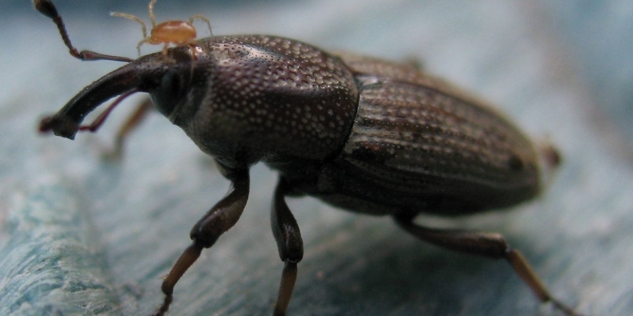 Common Canadian Lawn Insects