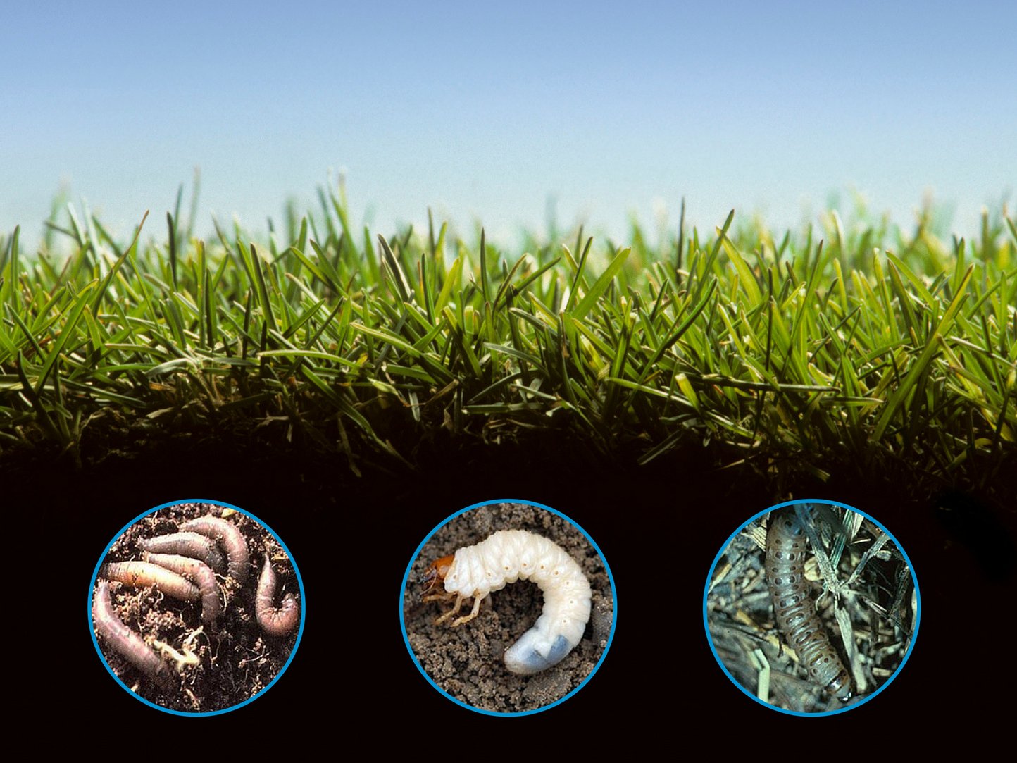 Controlling Damaging Lawn Insects with Nematodes