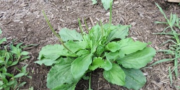6 Common Spring Weeds & How To Deal With Them