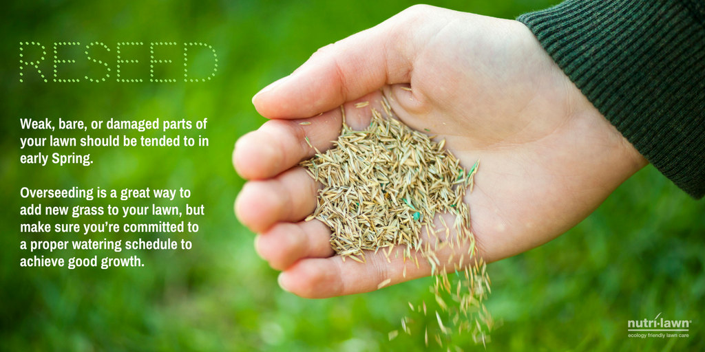 Important Tips For Seeding A Lawn