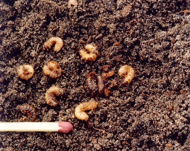 White Grub Control: Monitoring For White Grubs