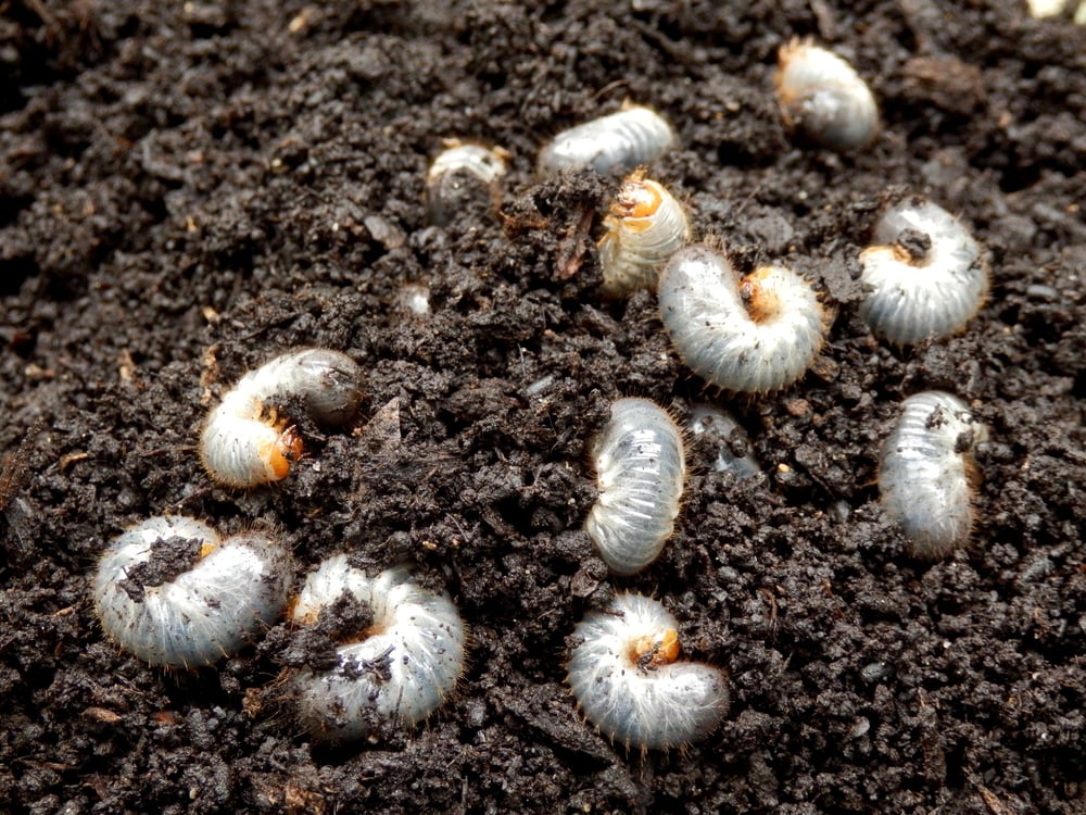 Grub Talk: The Life Cycle of the White Grub
