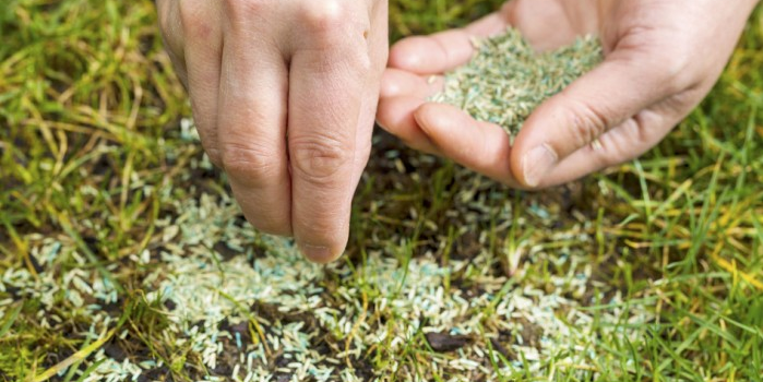 Fall Seeding: What Are Your Options?