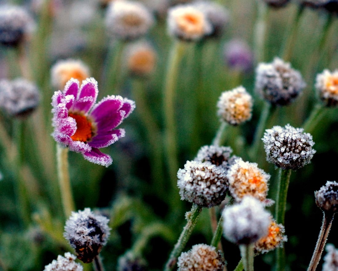 Coping with the Big Defrost: Spring Lawn Maintenance in Ottawa