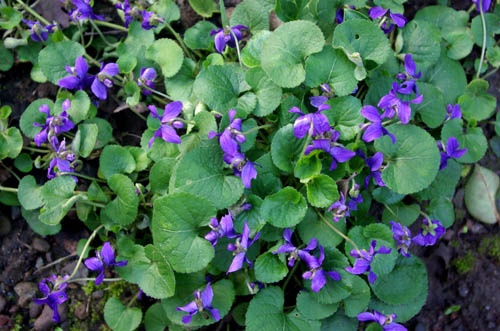 Weed of the Week: Wild Violets