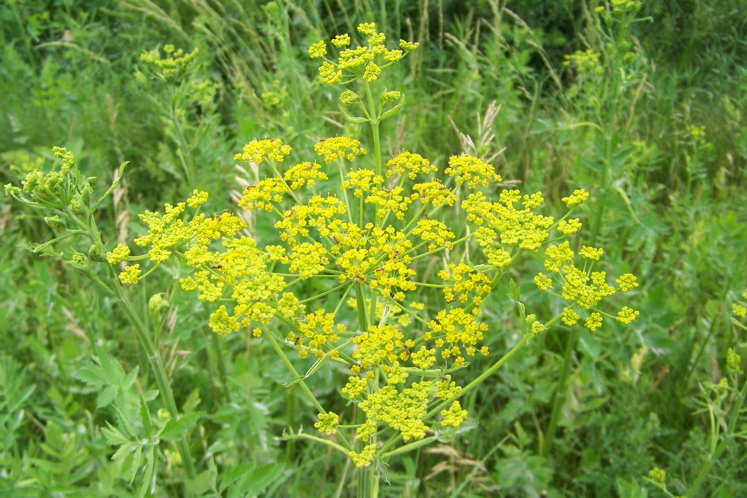 Wild Parsnip Facts
