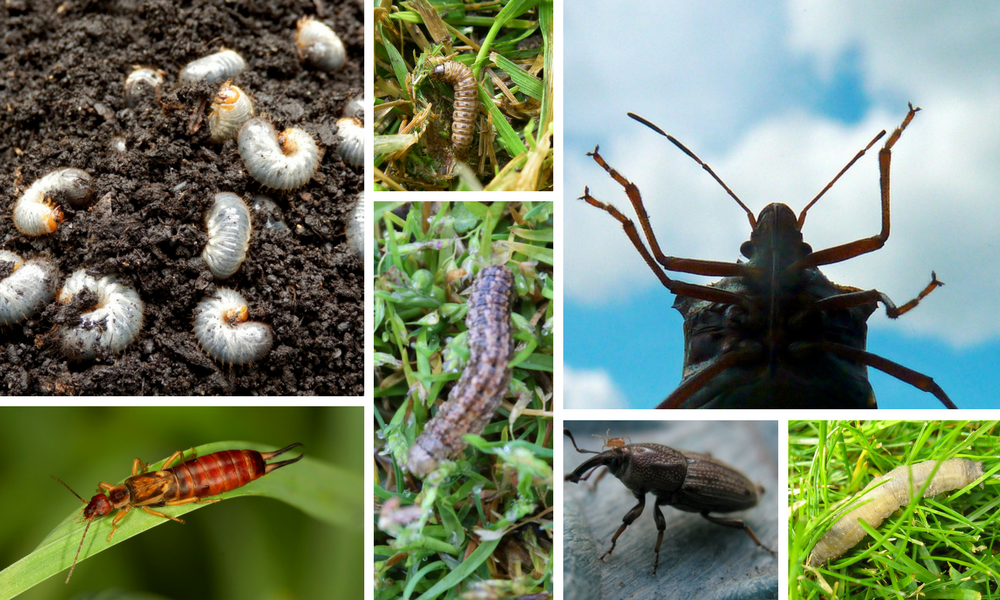 Common Canadian Lawn Insects